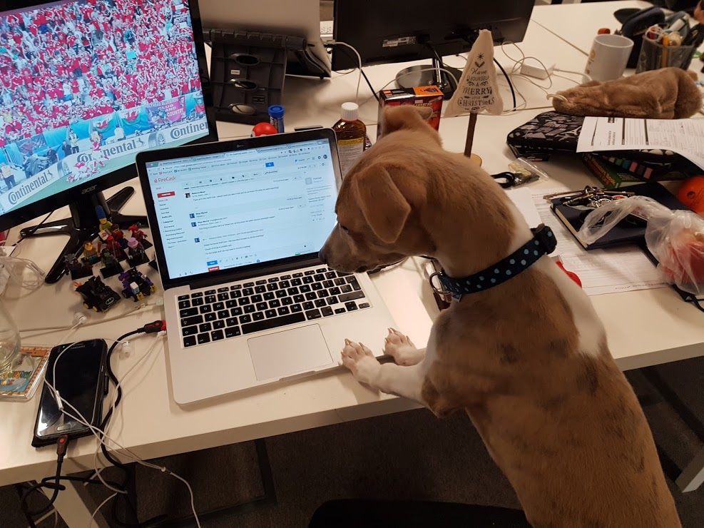What’s Your Take on Bring Your Dog to Work Day? Here's Ours - FireCask